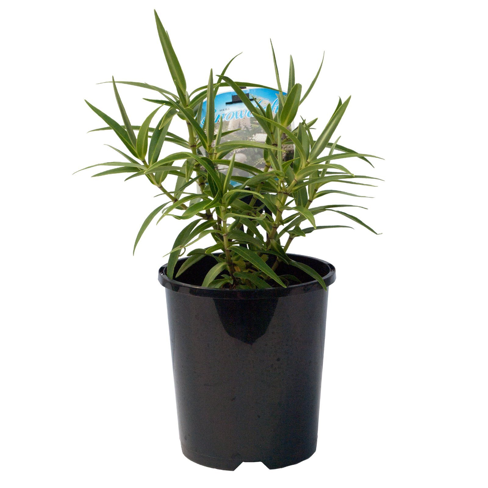140mm Snowdrift - Hebe spp. - Bunnings Australia