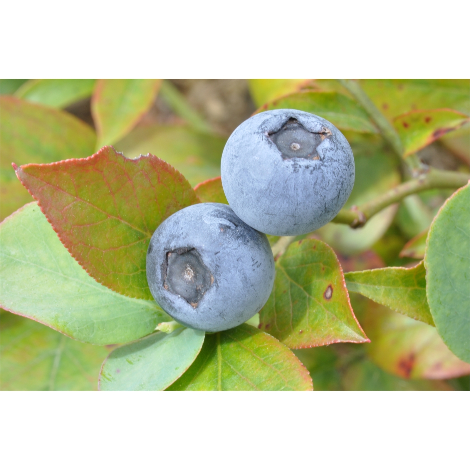 3L Blueberry Tasty Blue - Vaccinium ashei Ono PVR - Incredible Edibles ...