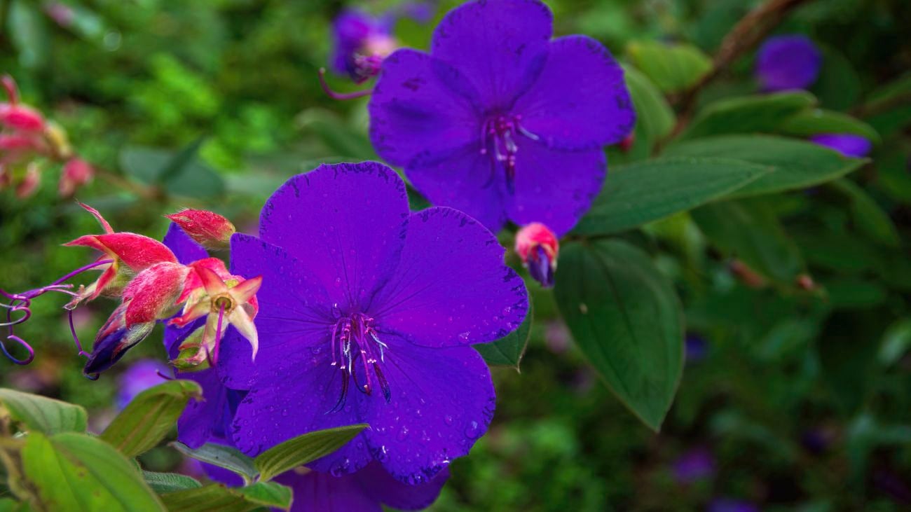 How To Grow Cuphea - Bunnings Australia