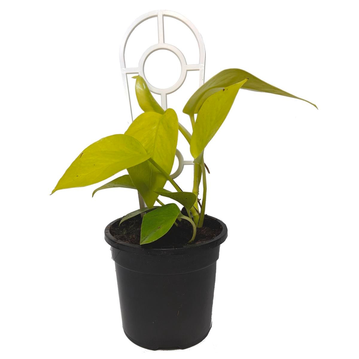 120mm Goldilocks Pothos - Epipremnum aureum Goldilocks - Bunnings Australia