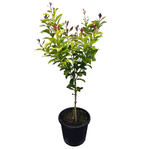 30L Citrus Yen Ben Lemon - Citrus x limon - Bunnings New Zealand