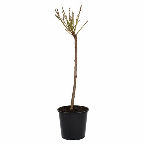 250mm Apricot Dwarf Aprigold - Prunus armeniaca - Bunnings New Zealand