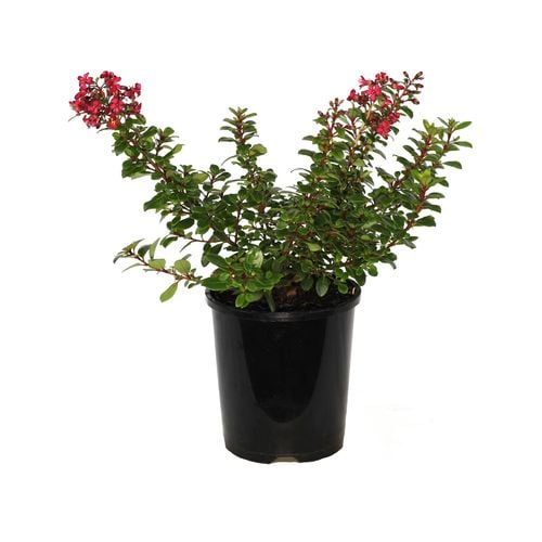 140mm Escallonia Pink Pixie - Escallonia exoniensis Fradesii Nana ...