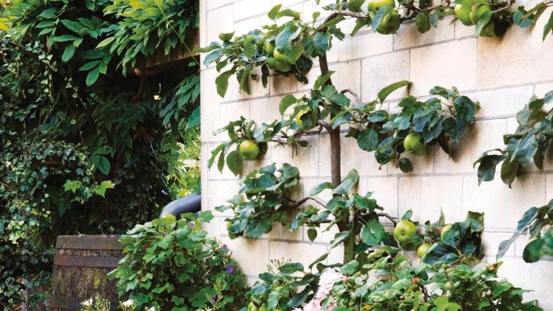 How To Espalier Trees - Bunnings Australia