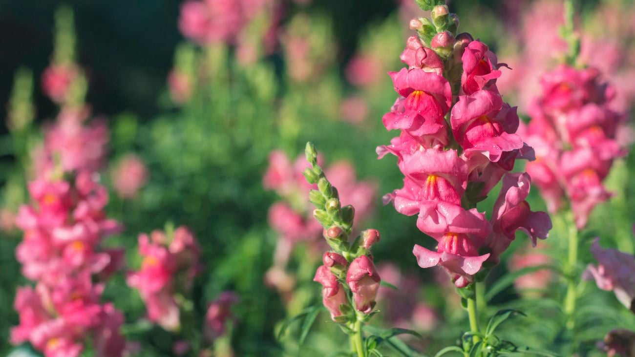 How To Grow And Care For Snapdragons - Bunnings New Zealand