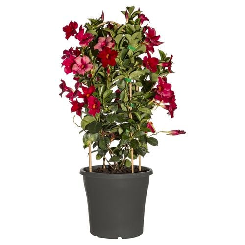 200mm Mandevilla Climbing Assorted - Mandevilla sanderi - Bunnings ...