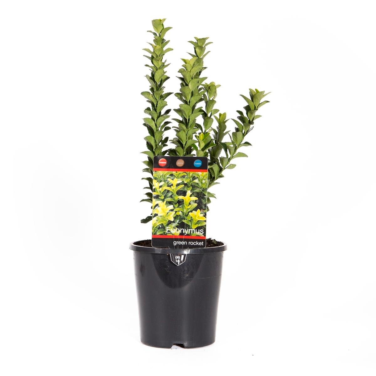 140mm Euonymus Green Rocket - Euonymus japonicus - Bunnings Australia