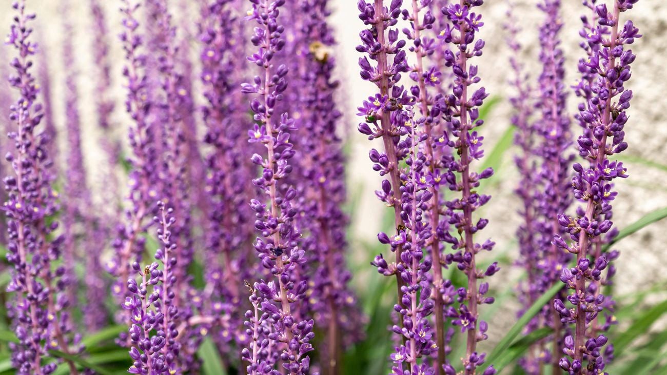 How To Grow And Care For Liriope - Bunnings New Zealand