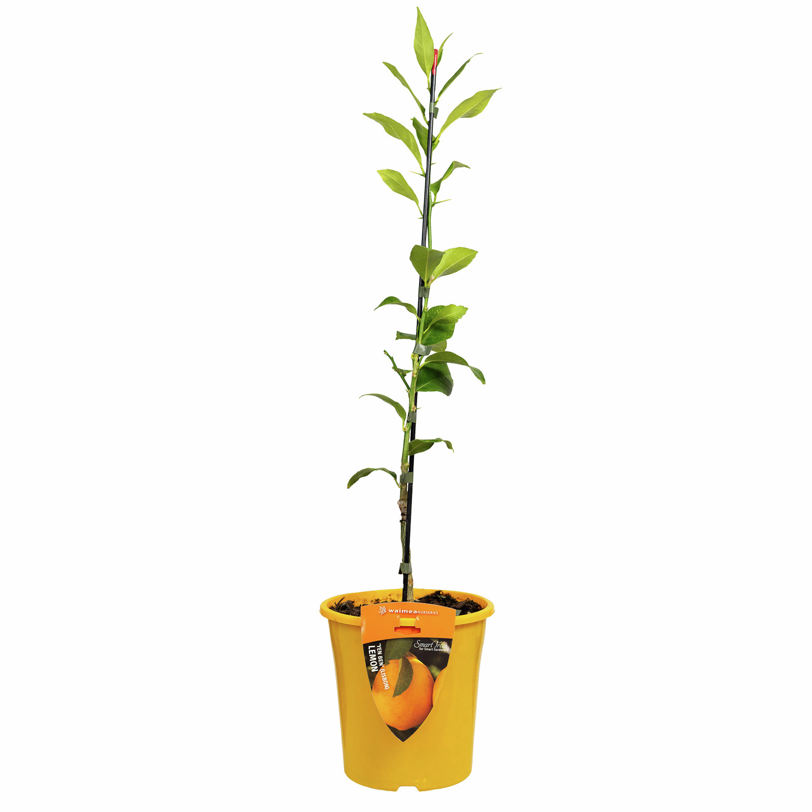 Plant Citrus Lemon Yen Ben 3.5l - Bunnings New Zealand
