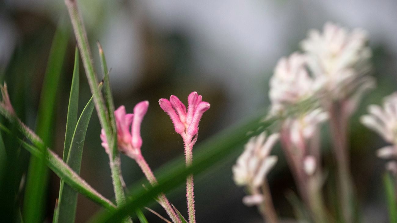 How To Select And Prepare For Kangaroo Paw Plants - Bunnings Australia