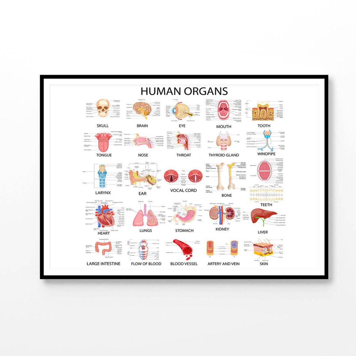 Human Body Organs Print 100% Australian Made 90x60cm (Poster ...
