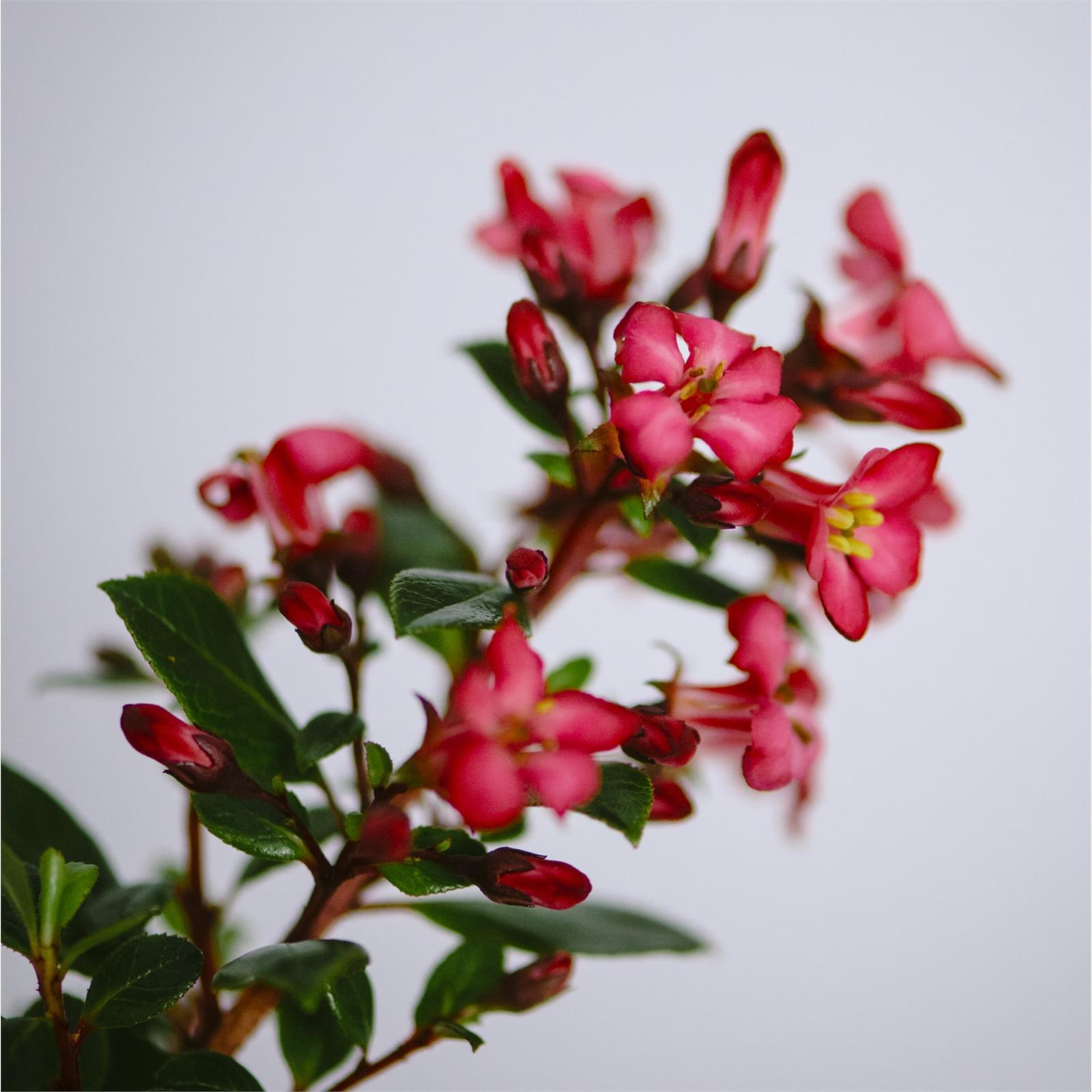 140mm Escallonia Pink Pixie - Escallonia exoniensis Fradesii Nana ...