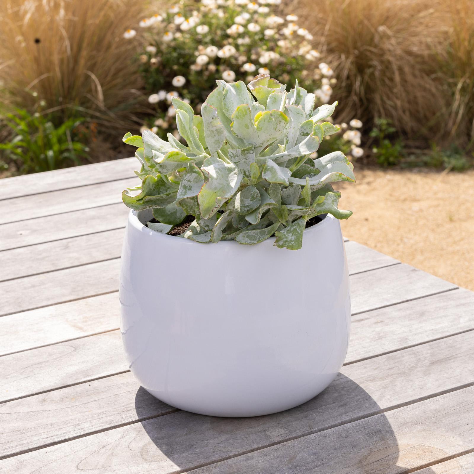 Northcote Pottery 30cm White Ava Drum Pot - Bunnings New Zealand