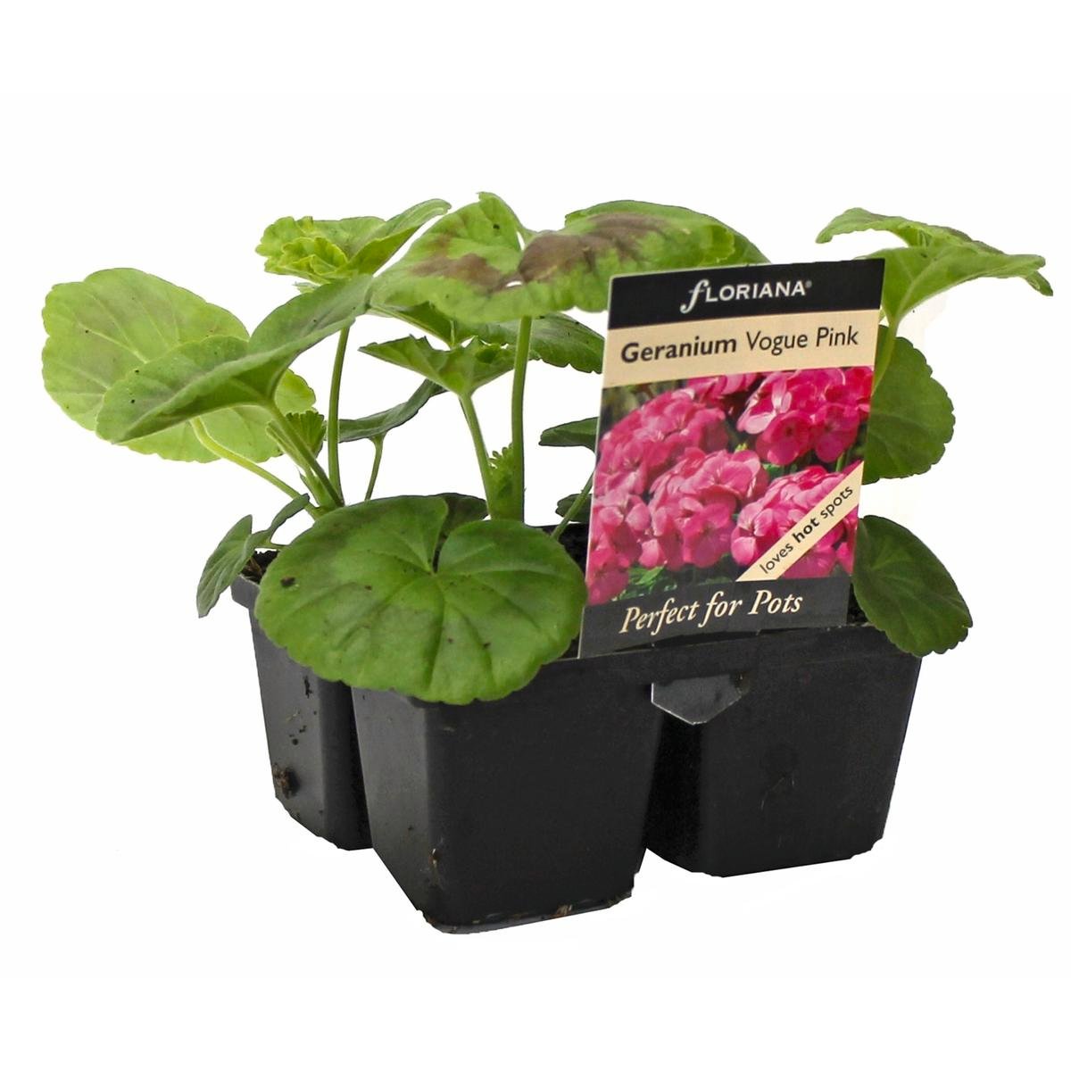 Floriana 4 Cell Pot Geranium Vogue Pink - Pelargonium x hortorum ...