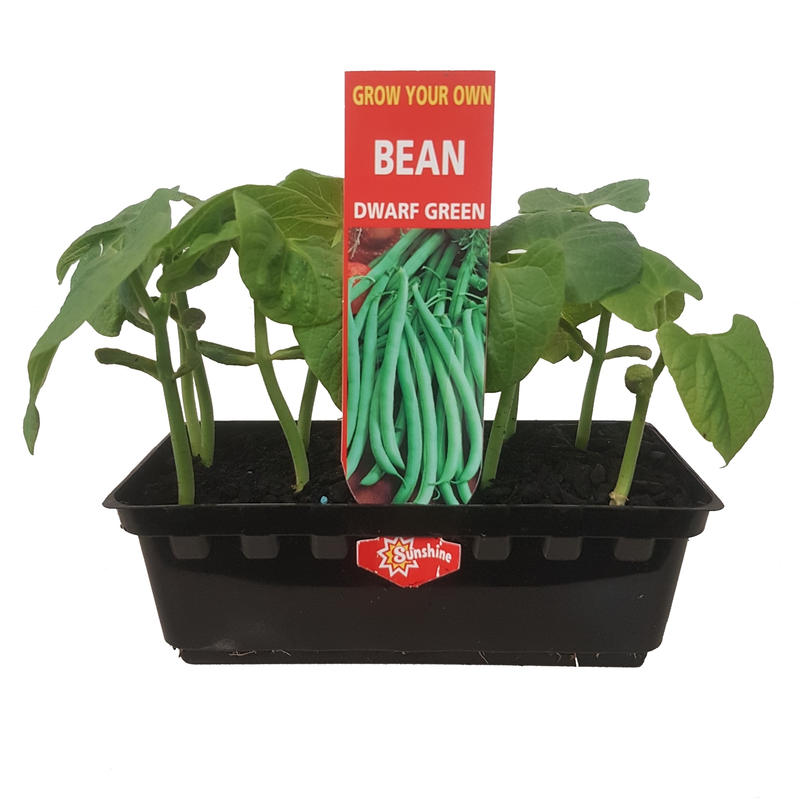 Green Beans Punnet - Grow Your Own Range - Bunnings Australia
