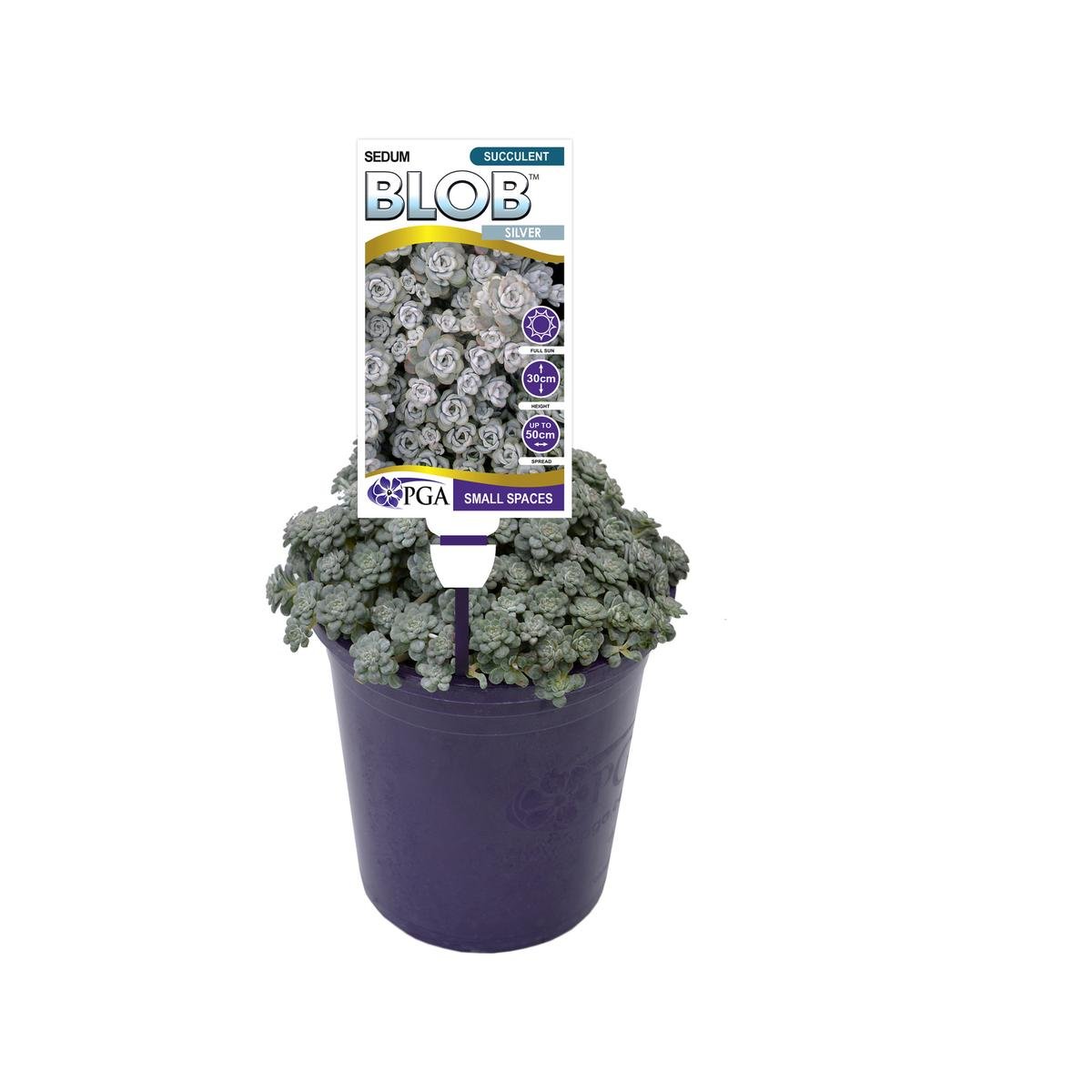 140mm Sedum Silver BLOB™ - Sedum spathulifolium - Bunnings Australia