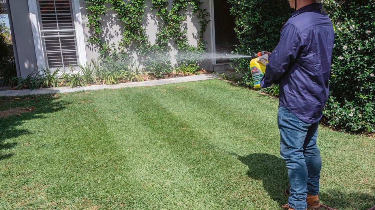 Keep Your Lawn Lush With Yates Weed ‘N’ Feed - Bunnings Australia