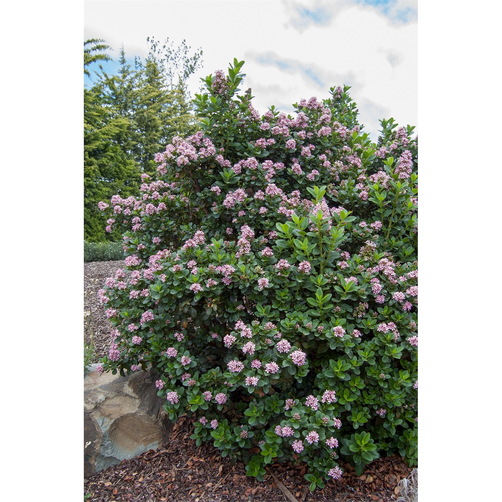 140mm Escallonia Pink Elle - Bunnings Australia
