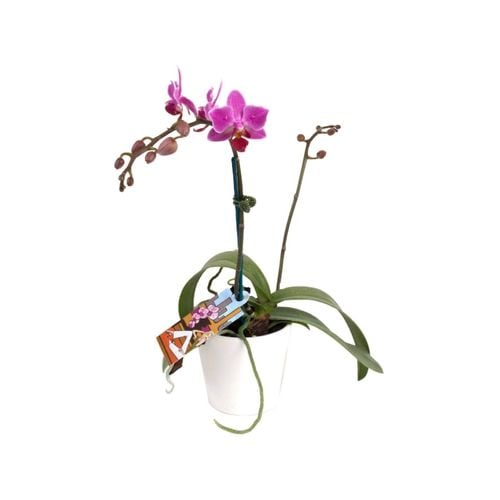 90mm Mini Moth Orchid In Ceramic - Phalaenopsis Orchid - Bunnings New ...
