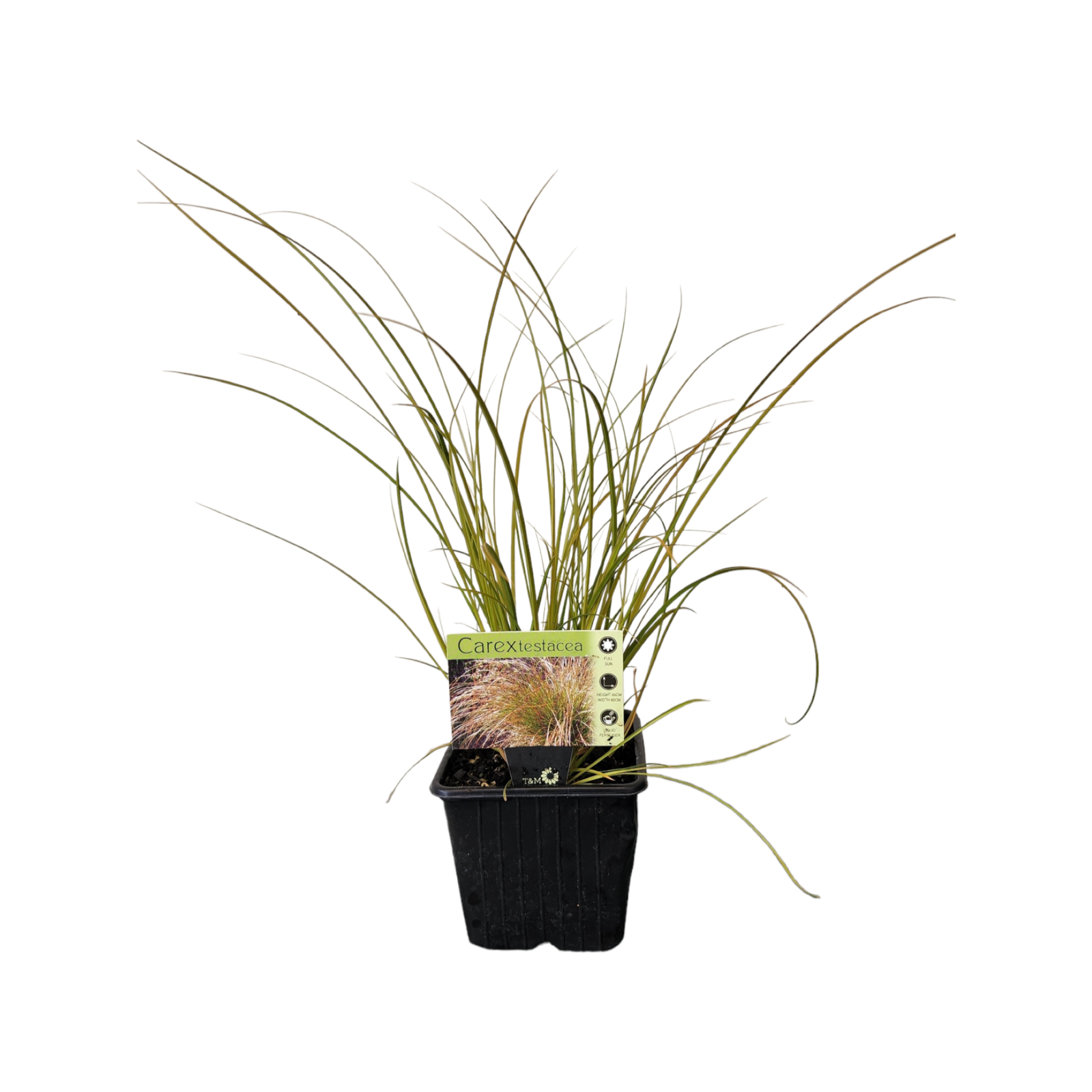 10cm Plant Grasses - Assorted - Bunnings New Zealand
