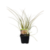 10cm Plant Grasses - Assorted - Bunnings New Zealand
