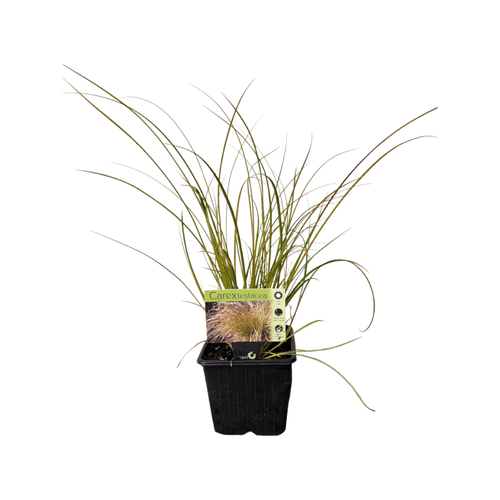10cm Plant Grasses - Assorted - Bunnings New Zealand