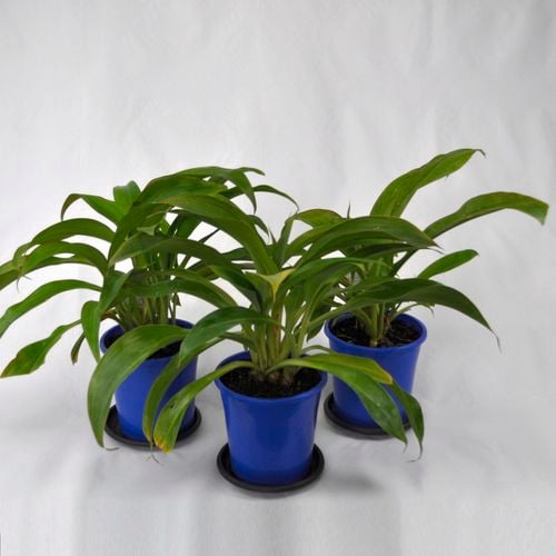 180mm NZ Rock Lily - Arthropodium cirratum - Bunnings Australia