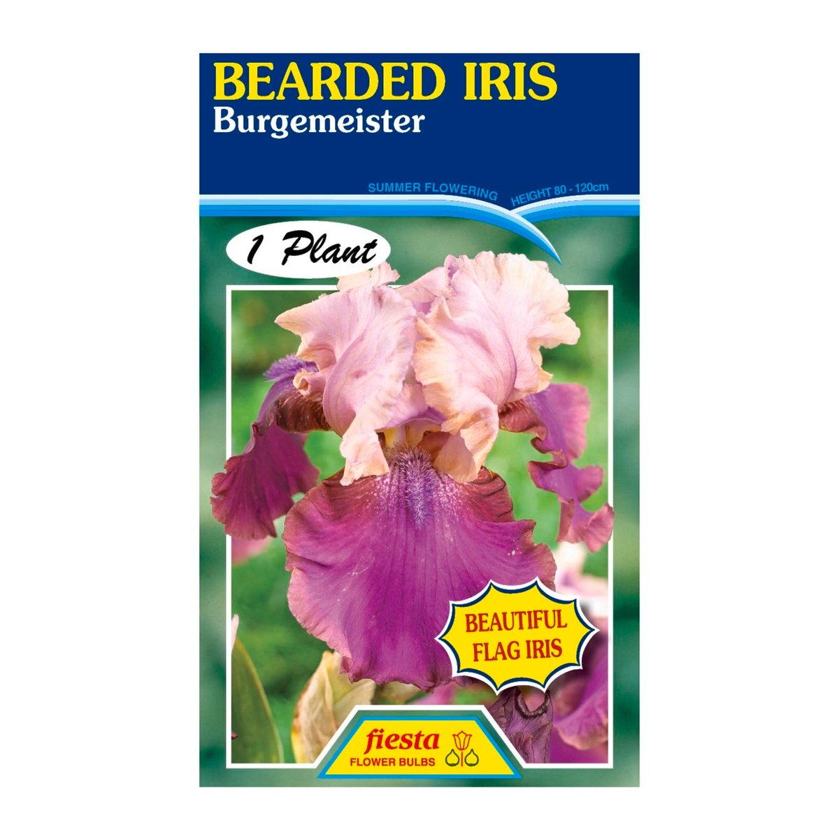 Fiesta Flower Bulbs Iris Germanica Burgemeister Bulb - Bunnings New Zealand