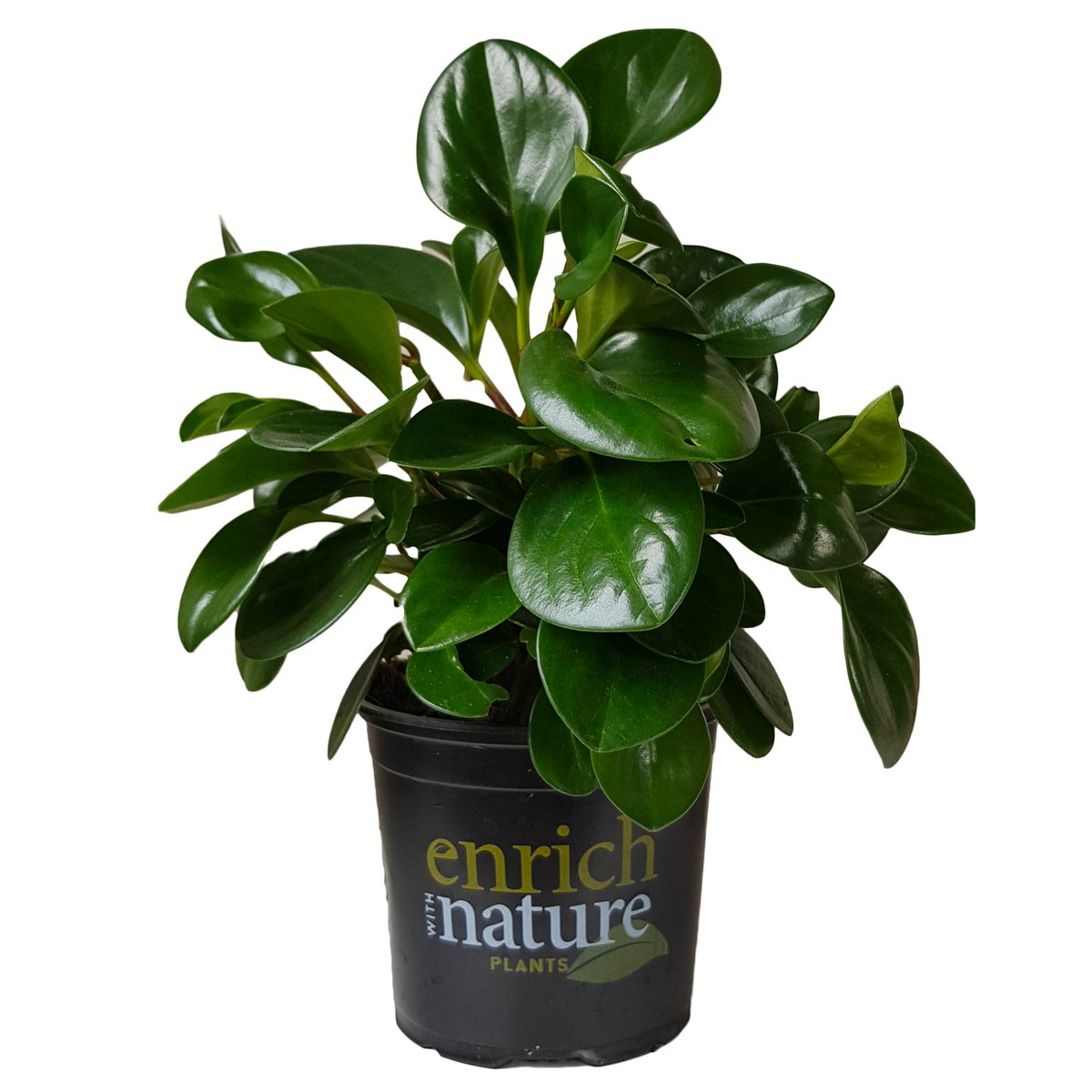 120mm Peperomia Jade - Peperomia - Bunnings New Zealand