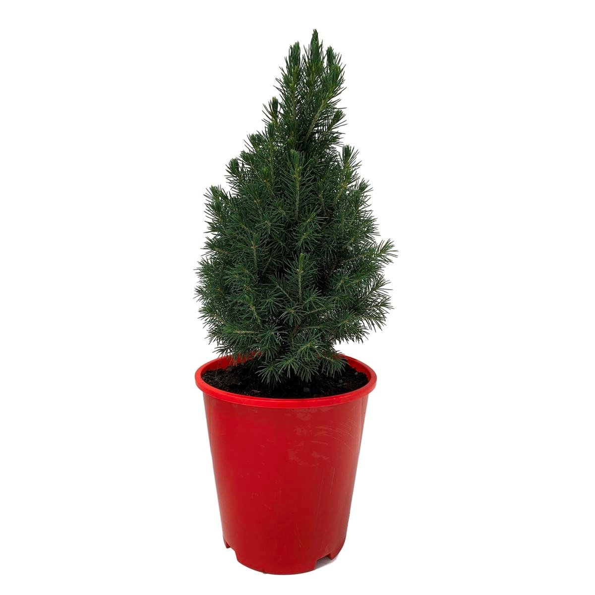 2.5L Mini Christmas Tree - Picea glauca Conica - Bunnings New Zealand