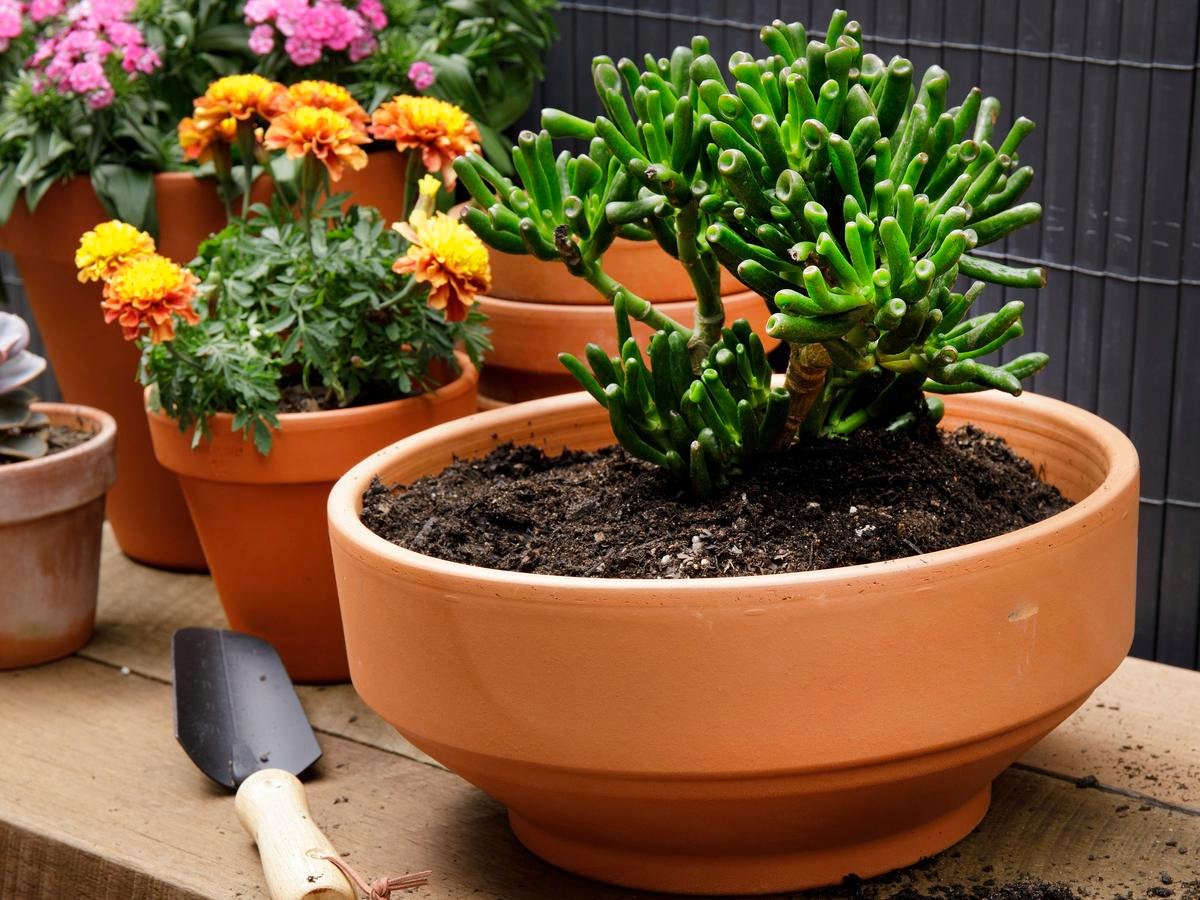Find The Perfect Potting Mix For Your Plants - Bunnings Australia
