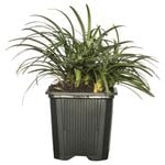 Grasses - Cordyline - Bunnings Australia