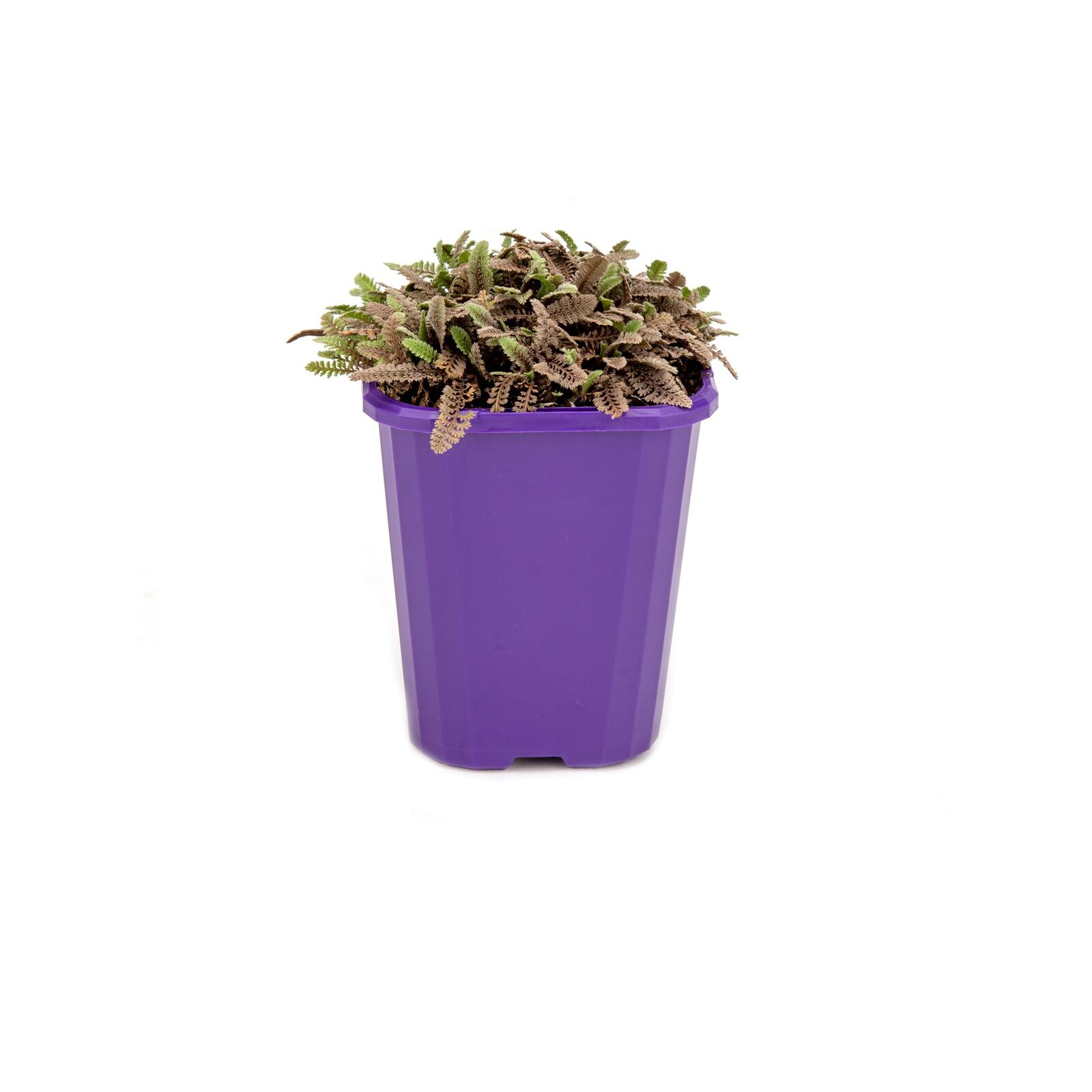 85mm Brass Buttons - Cotula Perpusilla - Bunnings Australia