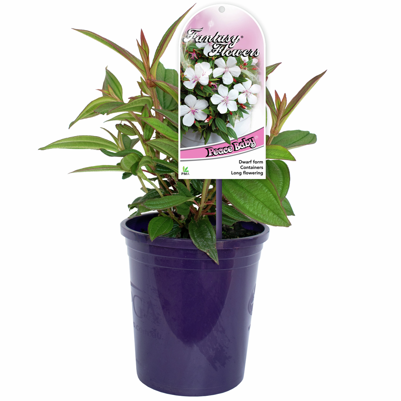 140mm Fantasy Flowers - Tibouchina Peace Baby - Bunnings Australia