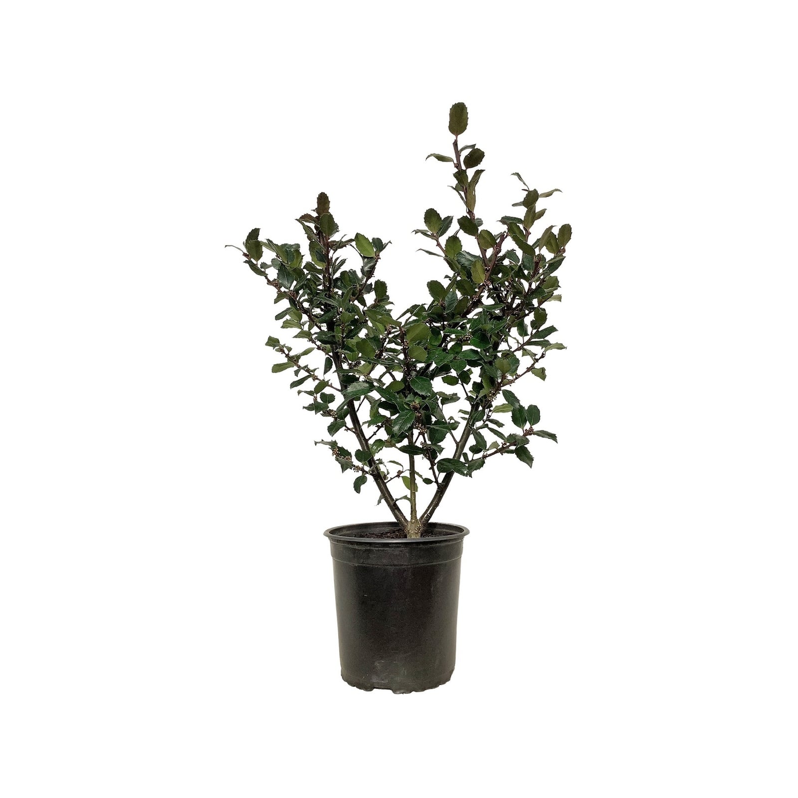 2.5L Holly Assorted - Ilex - Bunnings New Zealand