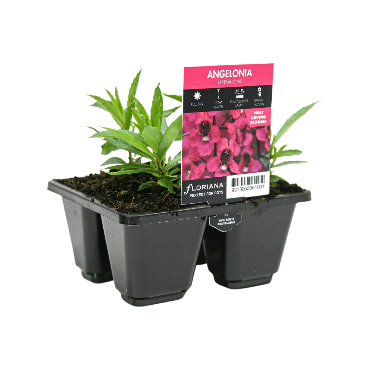4 Cell Angelonia Serena Rose - Angelonia angustifolia - Bunnings Australia