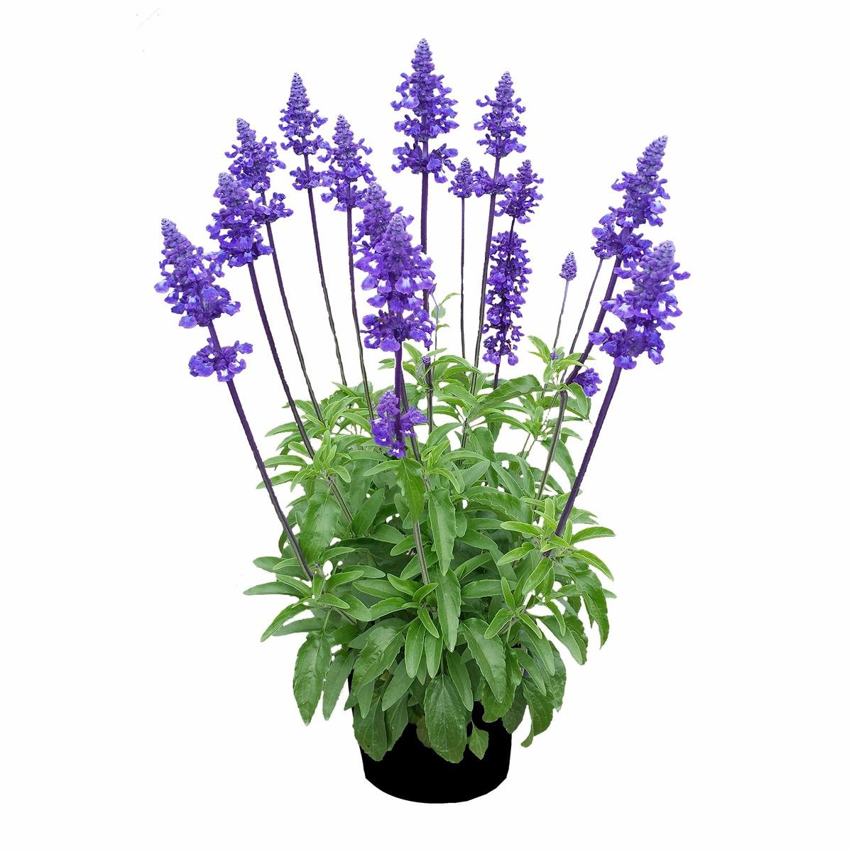 2.5L Salvia Sallyfun Assorted - Salvia farinacea - Bunnings New Zealand