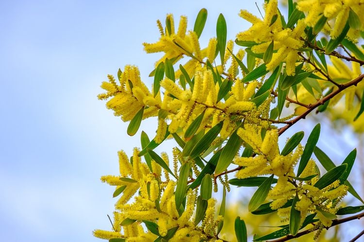 PlantNative! - Bunnings Australia