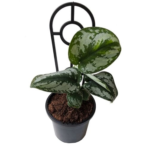 120mm Silver Satin - Scindapsis pictus - Bunnings Australia