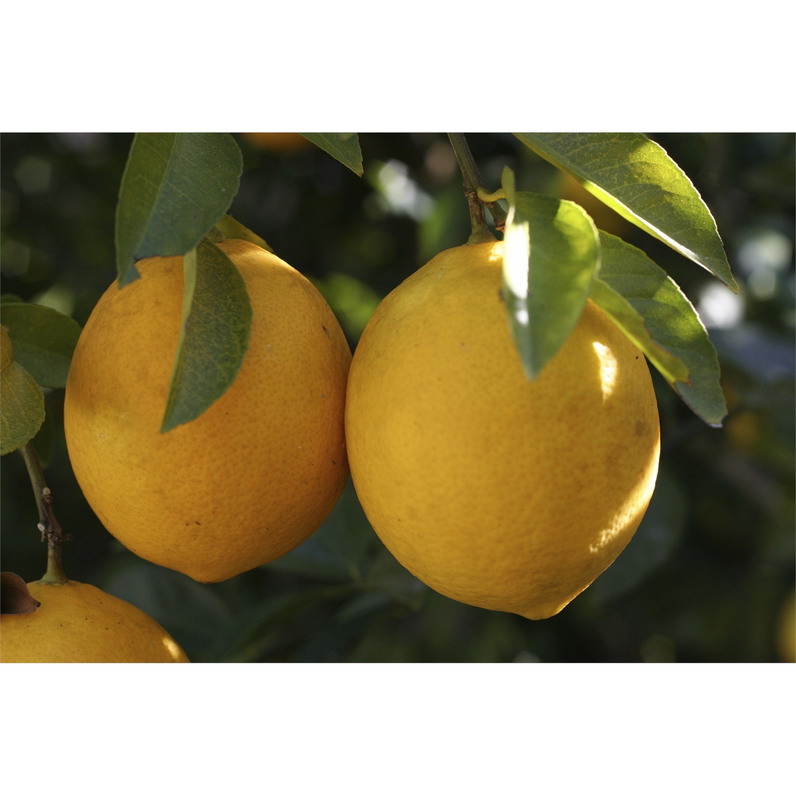 3.5L Citrus Lemon Yen Ben Flying Dragon Dwarf - Bunnings New Zealand