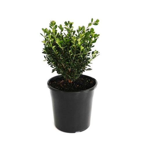 200mm Dwarf Japanese Box - Buxus microphylla Microphylla - Bunnings ...
