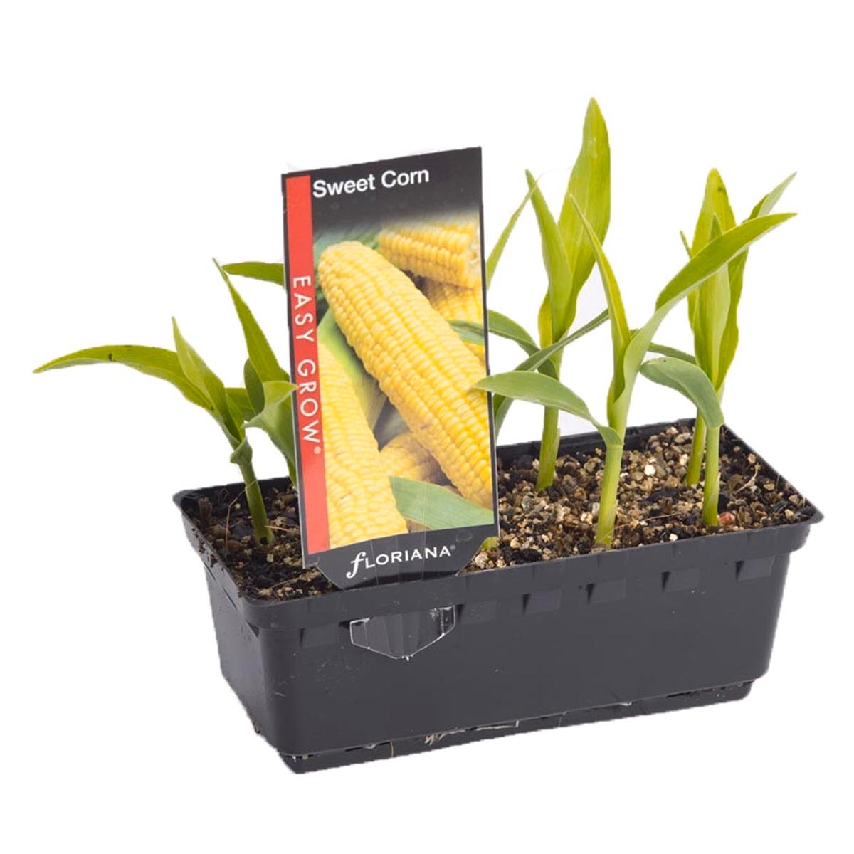Sweet Corn Punnet - Zeas mays - Bunnings Australia