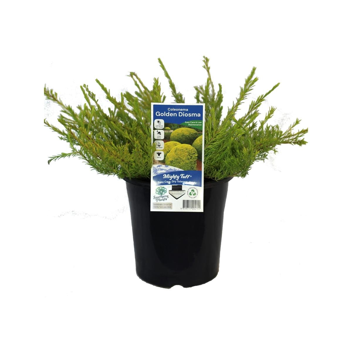 180mm Golden Diosma - Coleonema pulchrum Aurea - Bunnings Australia