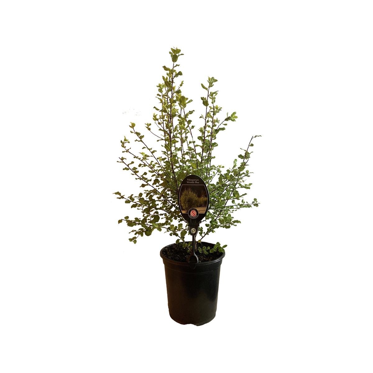 3.5L Pittosporum Wrinkle Blue - Pittosporum tenuifolium Wrinkle Blue ...
