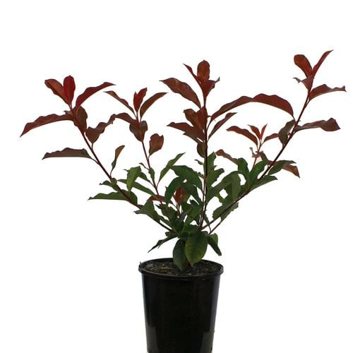 175mm Red Tip Photinia - Photinia Red Robin - Bunnings New Zealand