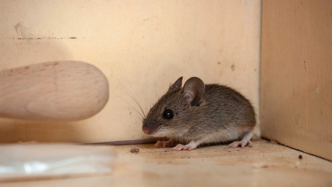 How To Catch A Mouse Or Rat - Bunnings Australia