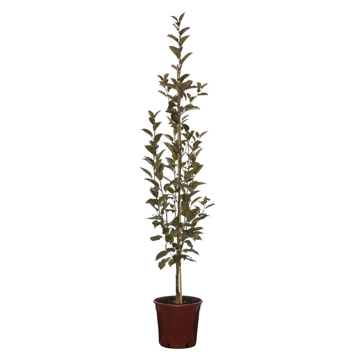 250mm Crab Apple - Malus Rejzam Rejoice - Bunnings Australia
