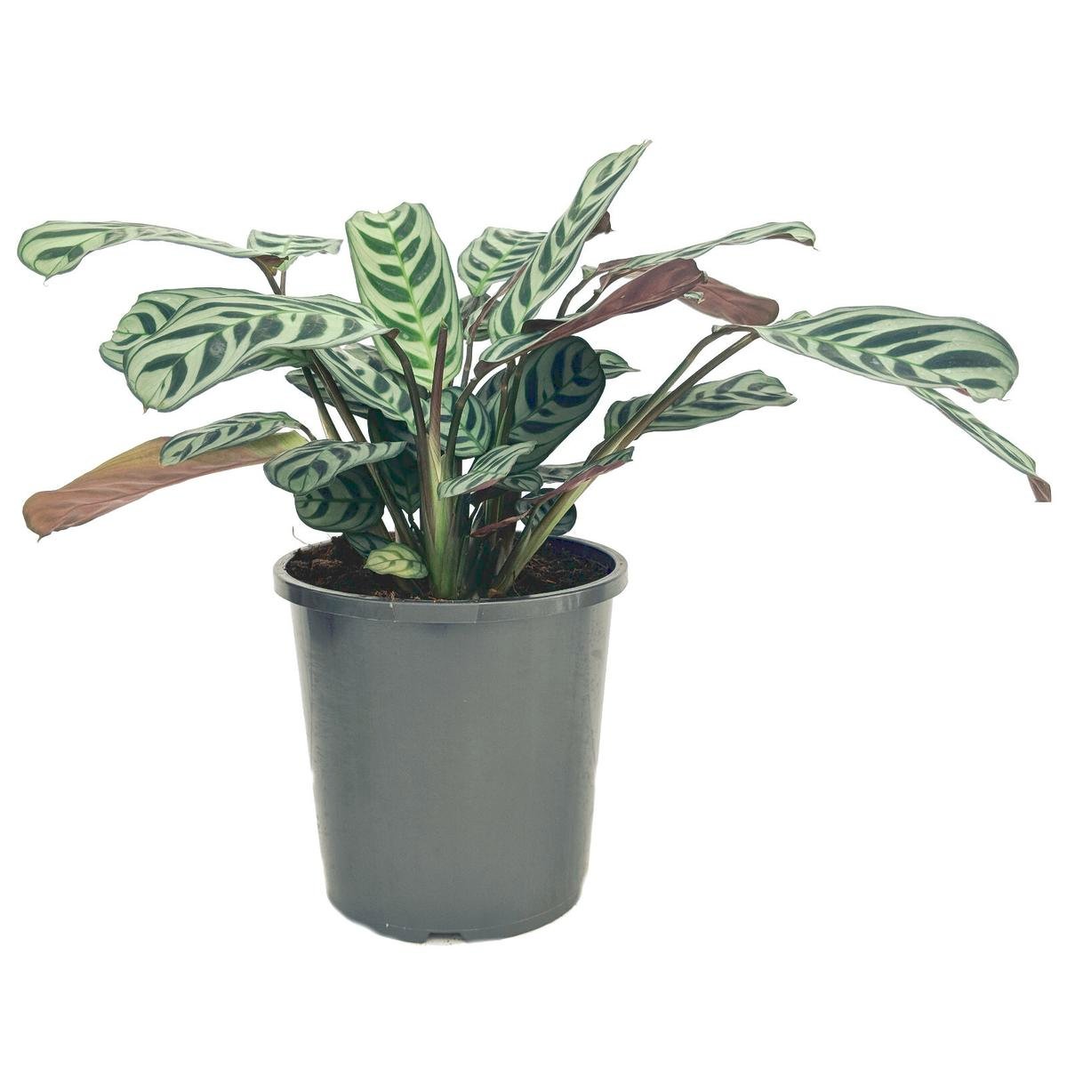 170mm Fishbone Prayer Plant - Ctenanthe burle-marxii - Bunnings Australia