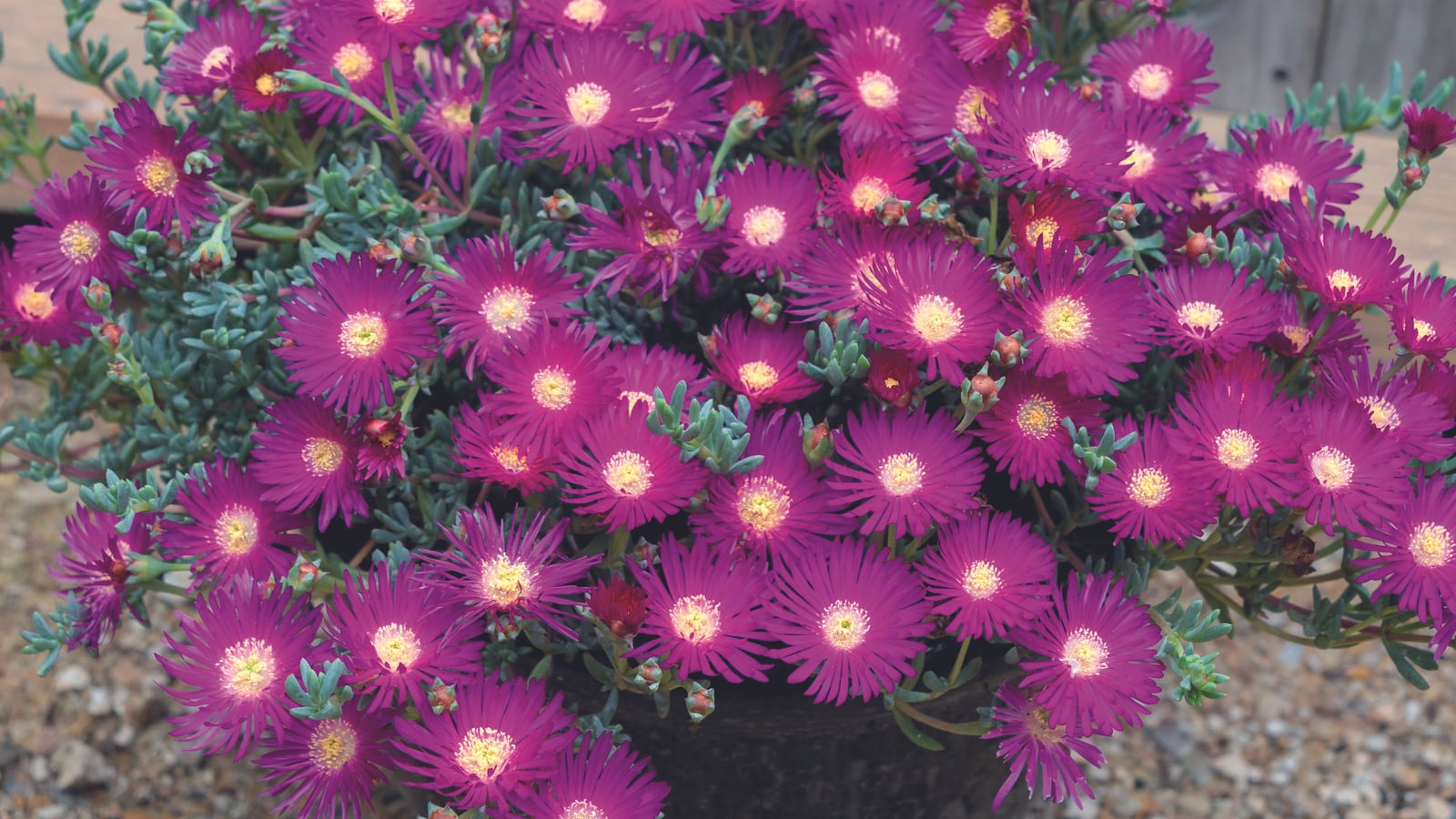 Full Sun Plants That Love The Heat - Bunnings Australia
