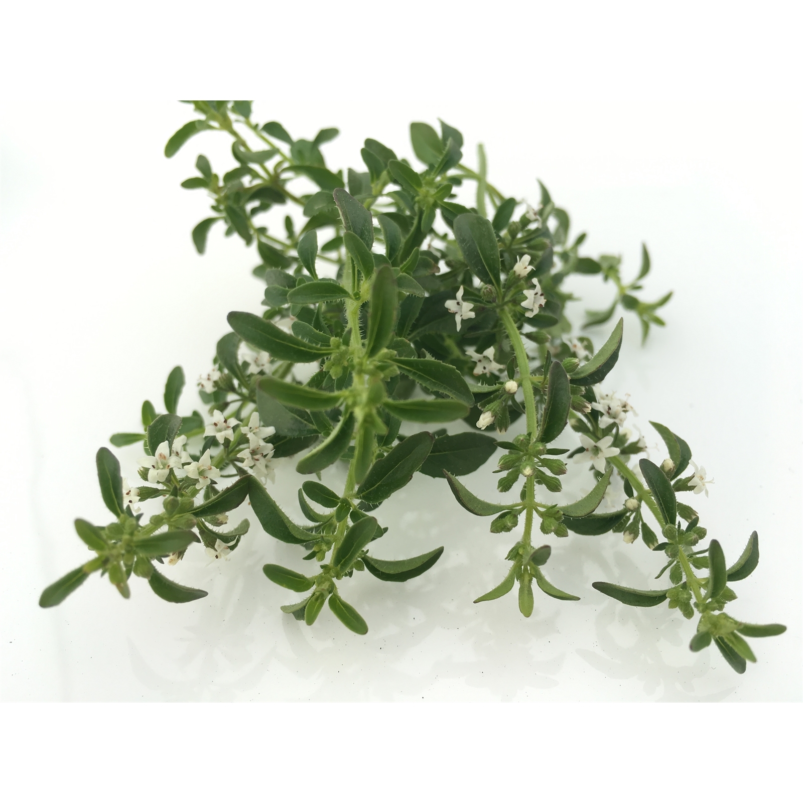 Bush Peppermint - Bunnings Australia